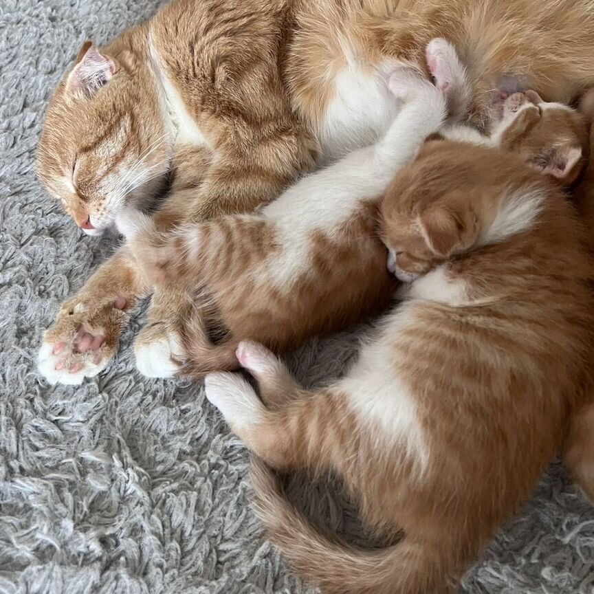 Котята в добрые руки мальчики