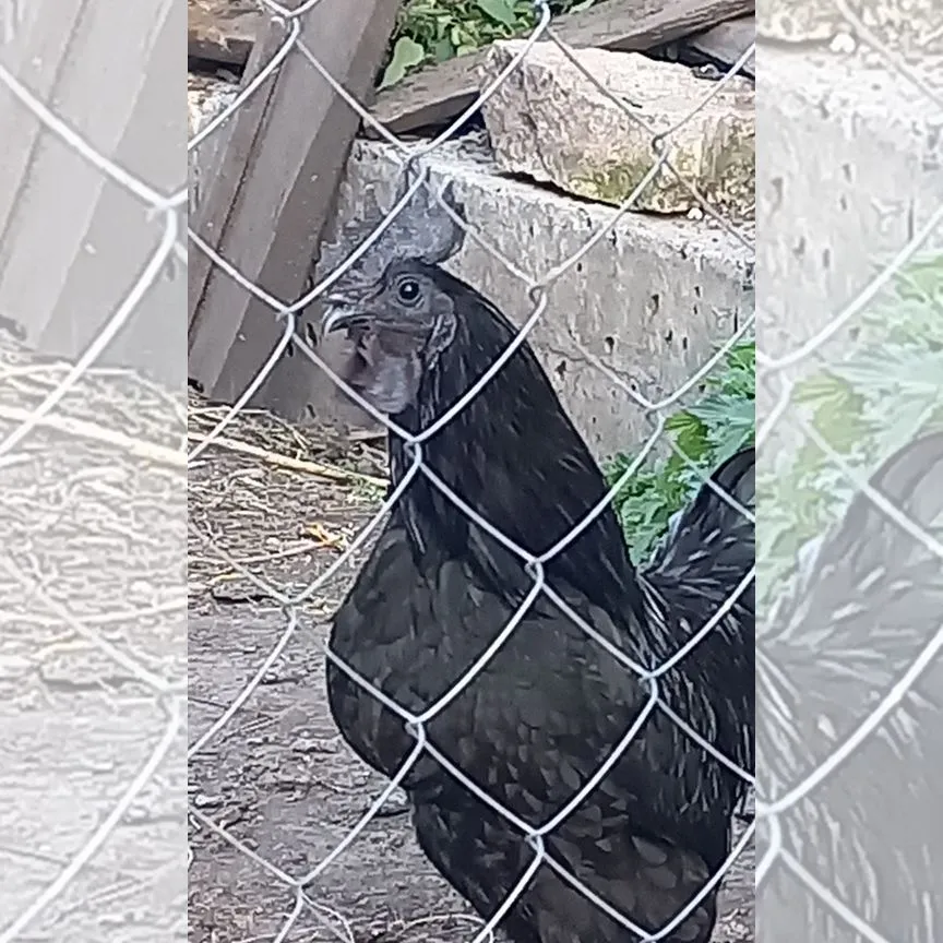 Куры ухейилюй