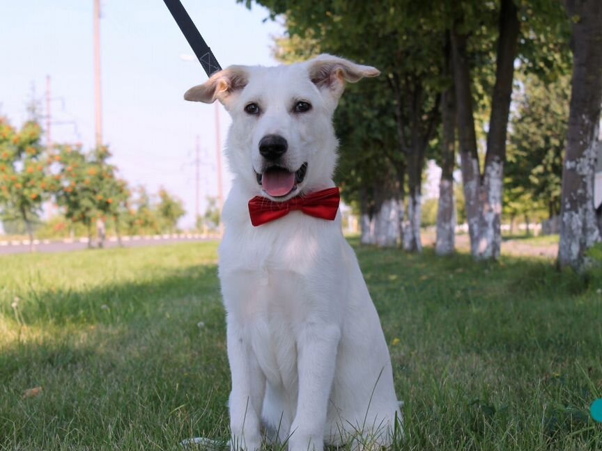 Бруно ищет дом