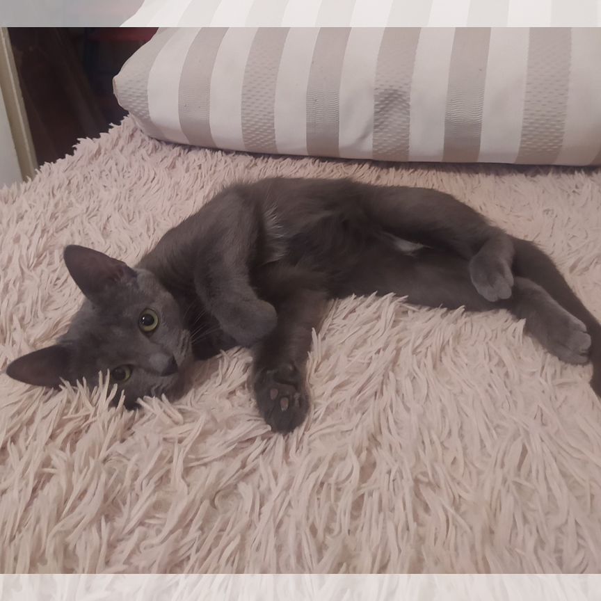 Кошечка для вязки