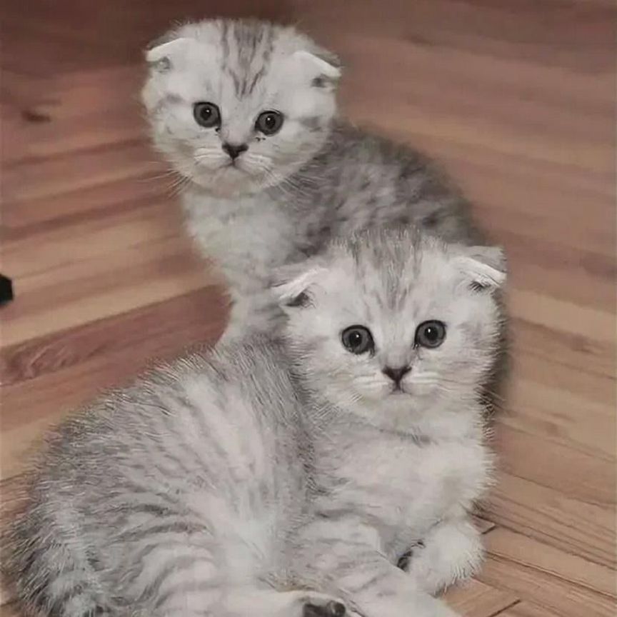 Котята шотландцы