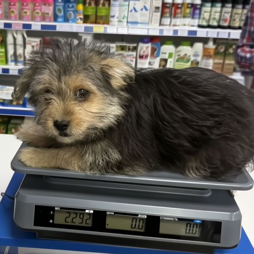 Щенок в добрые руки