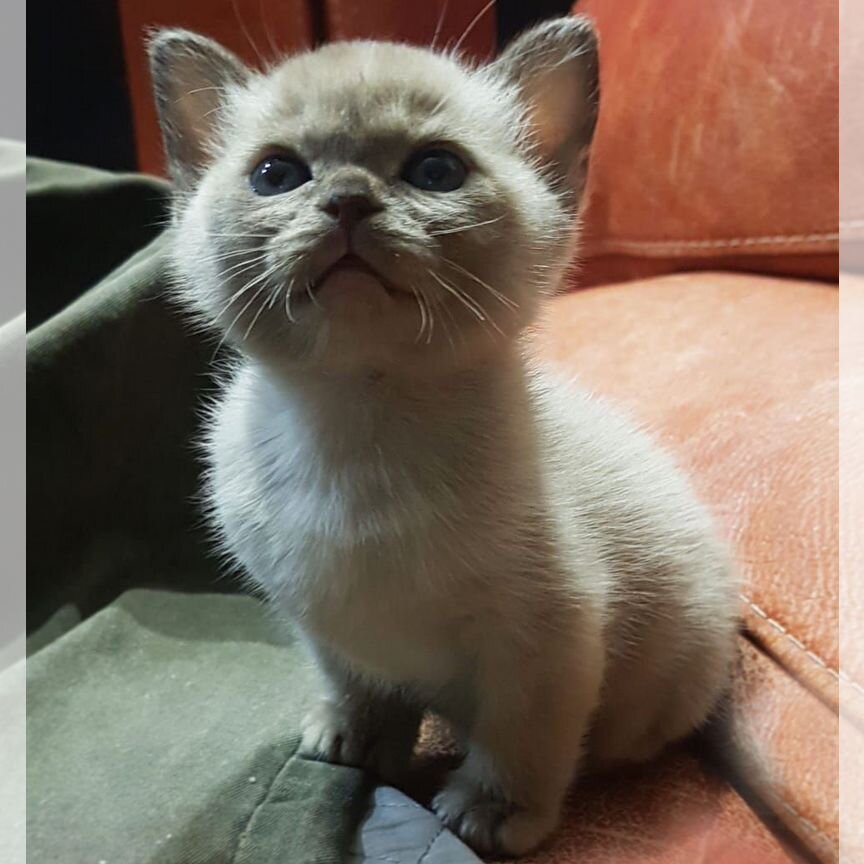 Европейский бурманский котёнок