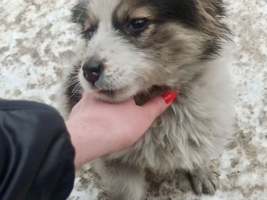 Чудесная пушистая малышка в добрые руки