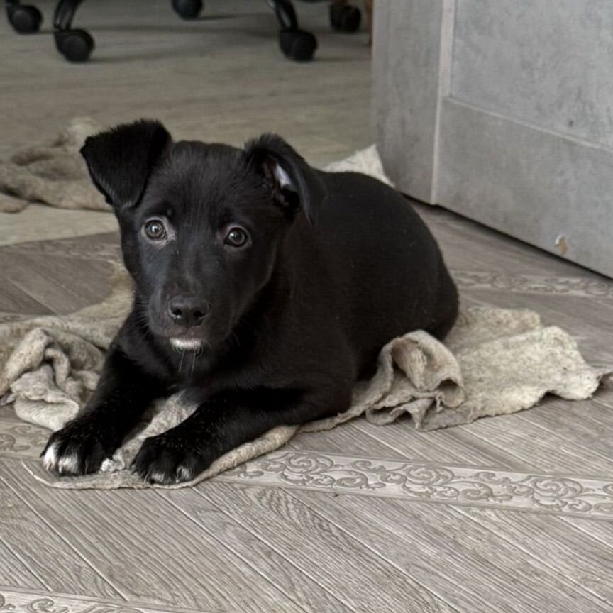 Щенок в добрые руки