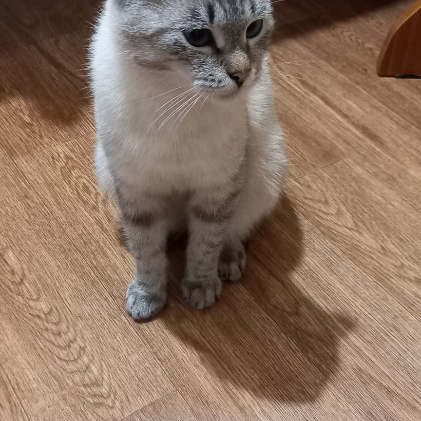 Маскарадная кошка