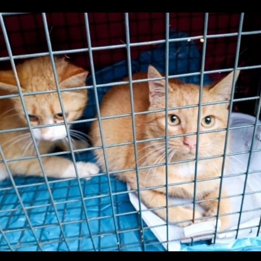 Рыжий котенок с мамой в добрые руки