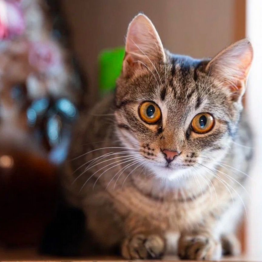 Шикарный ласковый няшный ручной котик ищет дом