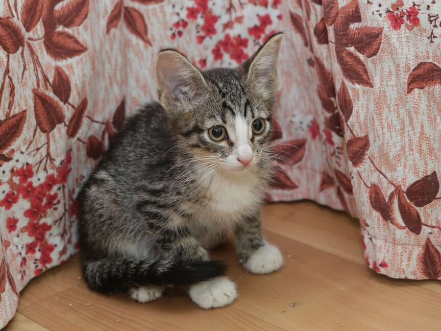 Котенок Степаша 2,5 мес