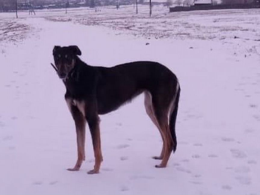 Собака русская борзая