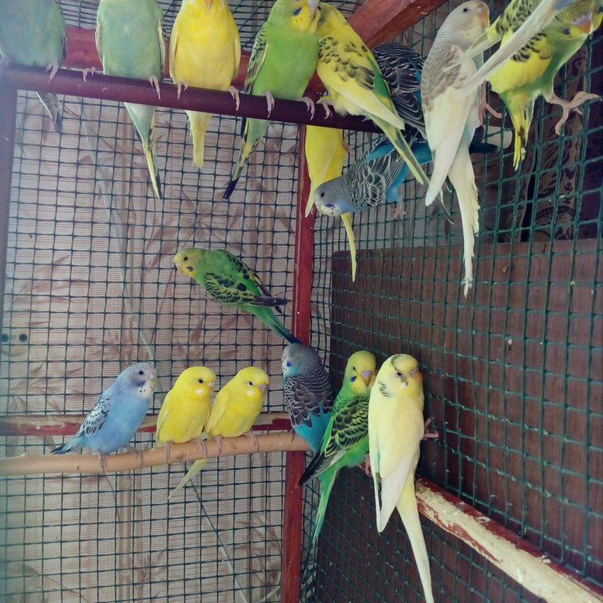 Волнистый попугай