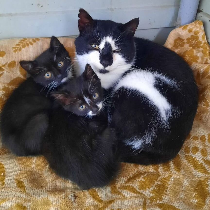 Котёнок в добрые руки