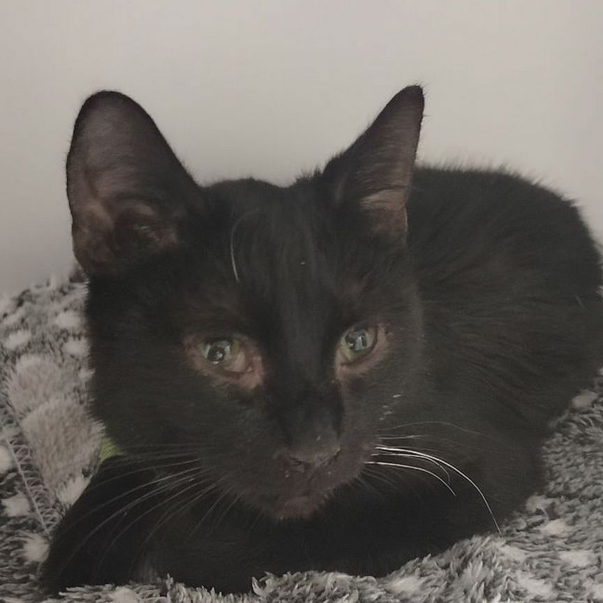 Котик ищет дом