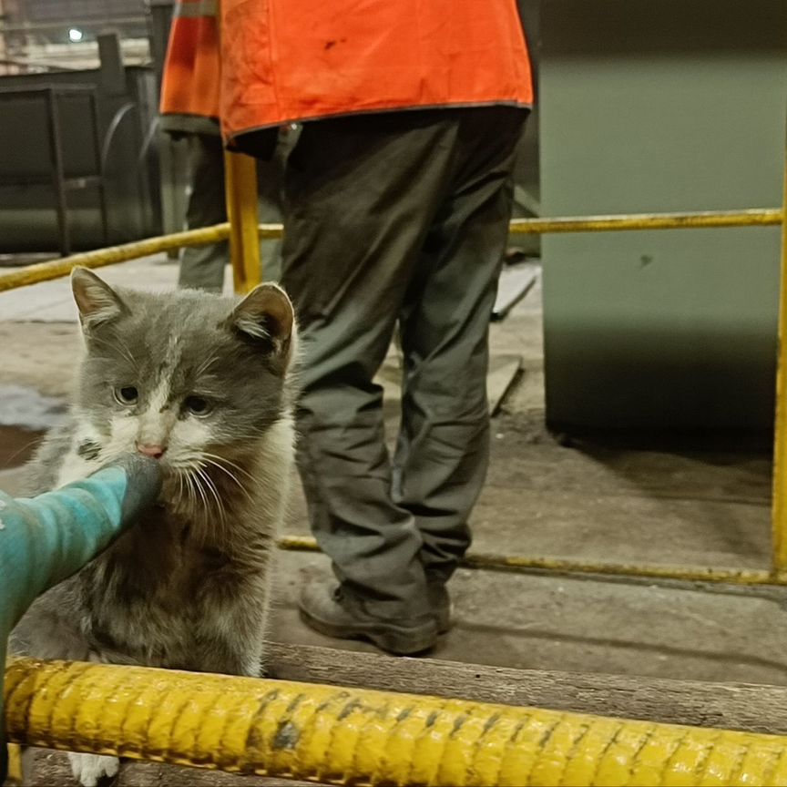 Котёнок заводской, нелегальный