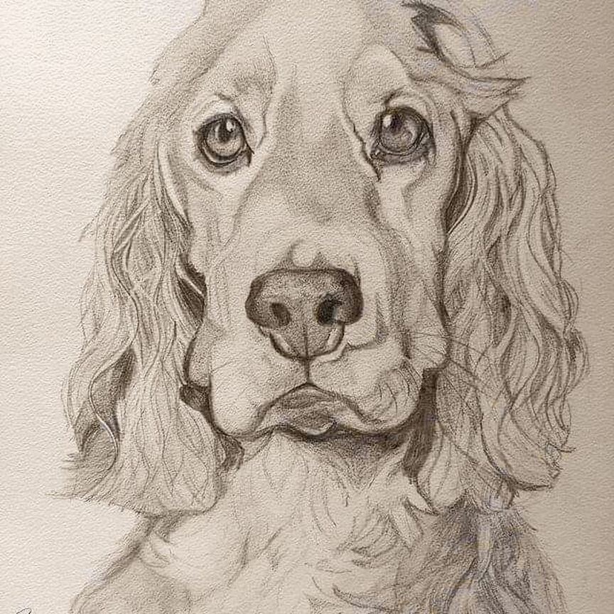 Рисую ваших питомцев