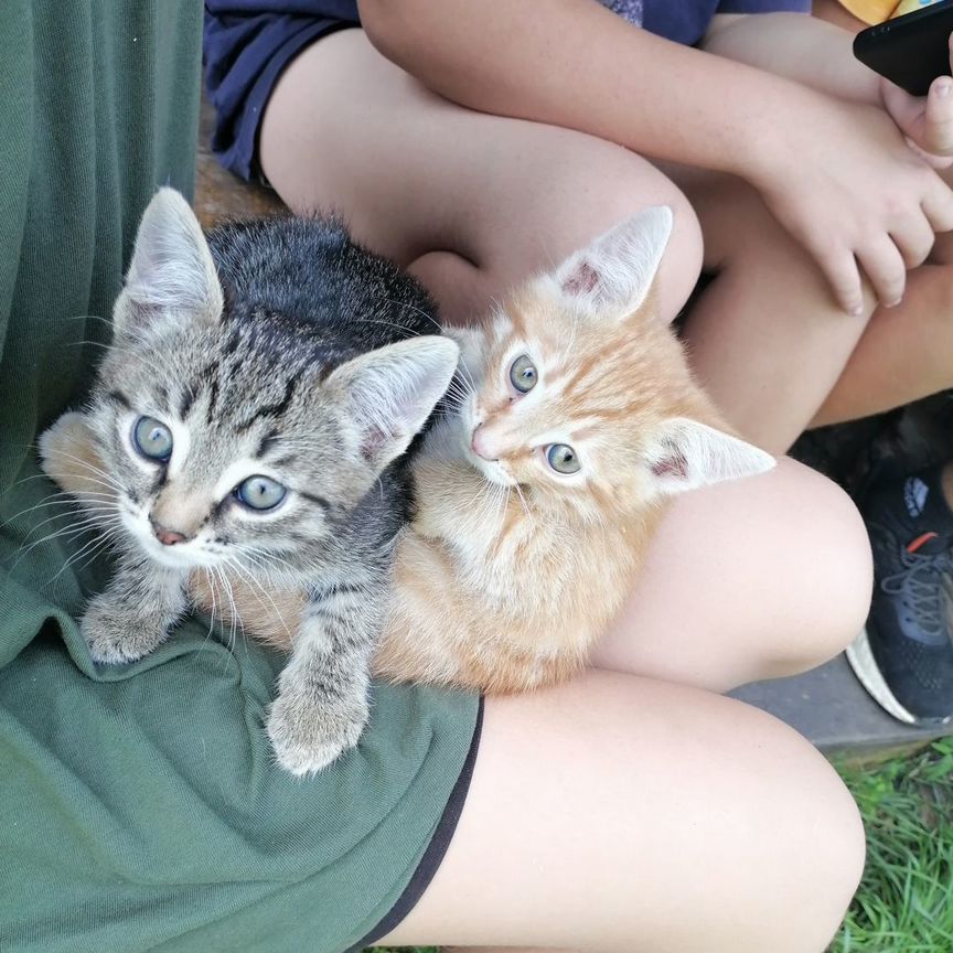 Котик рыжий и кошечка тигровая в добрые руки