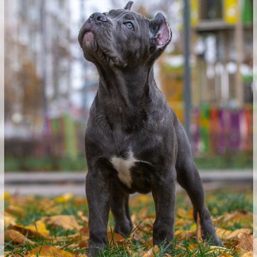 Кане-корсо, щенок