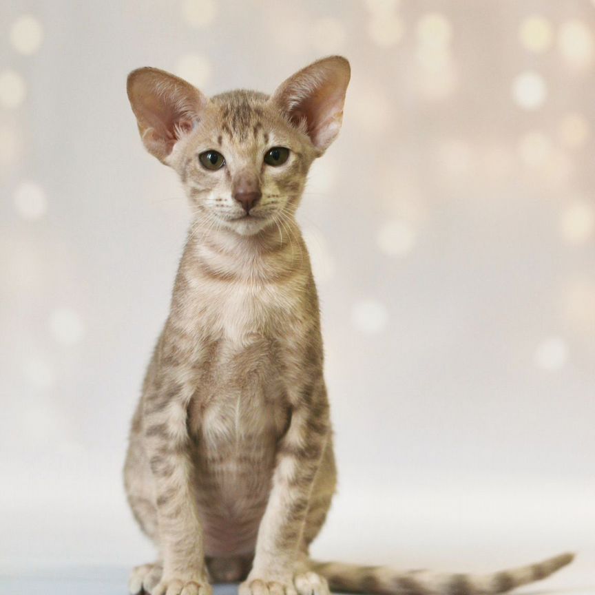 Ориентальный мальчик, лиловый пятнистый