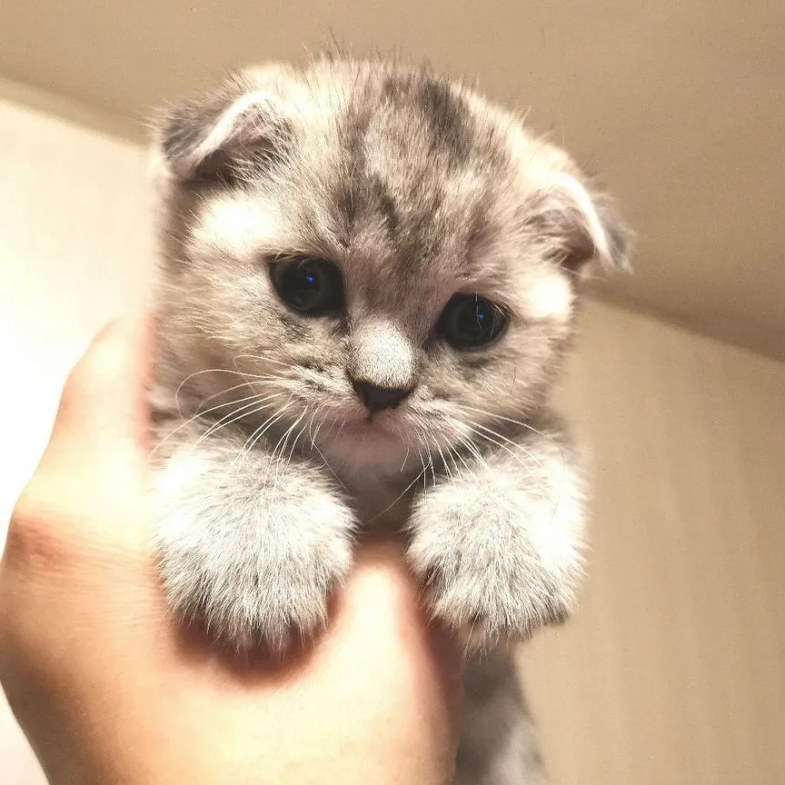 Шотландские вислоухие котята
