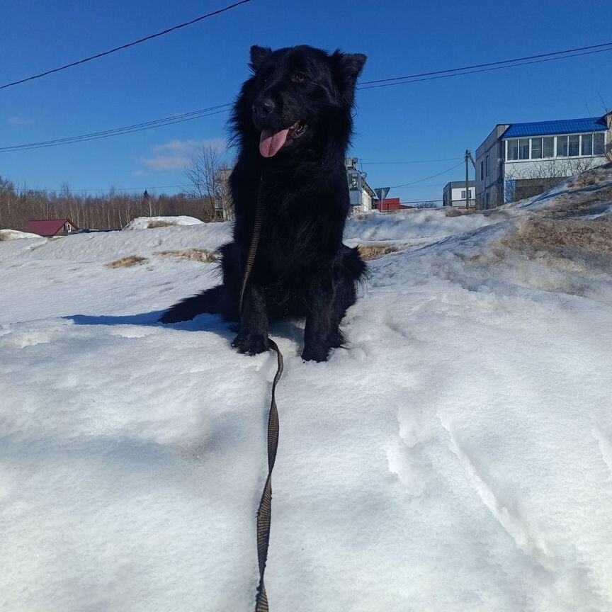 Черная немецкая овчарка