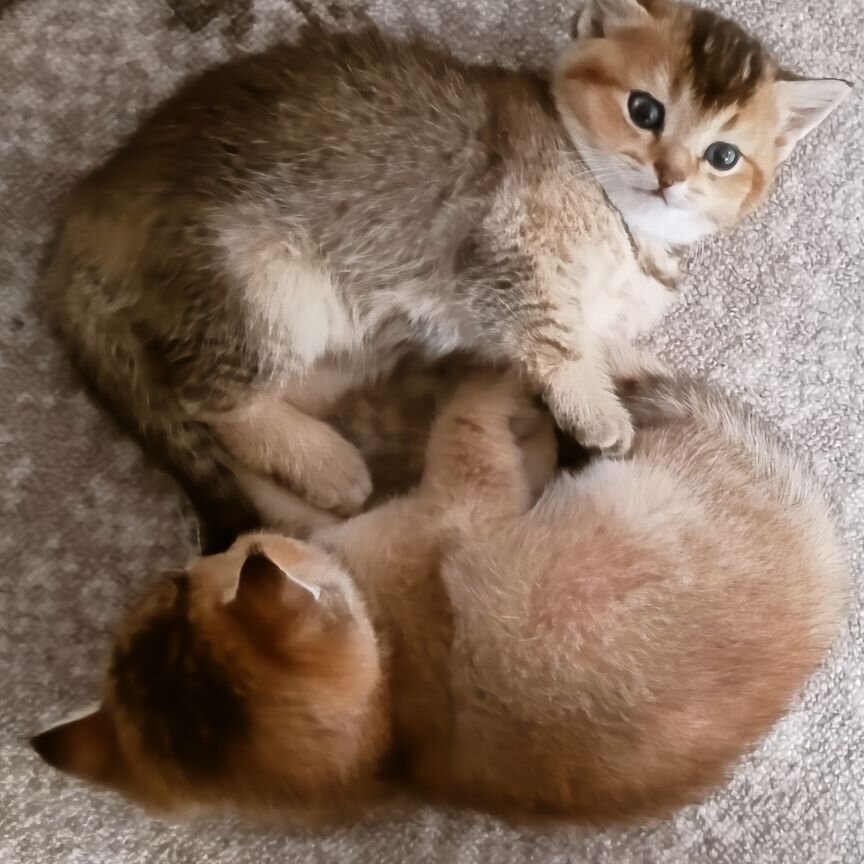 Шотландский вислоухий короткошёрстный котёнок