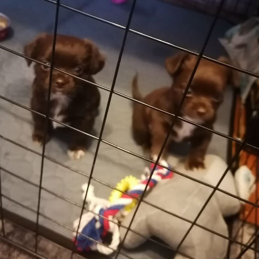 Готовятся к продаже щенки чихуахуа