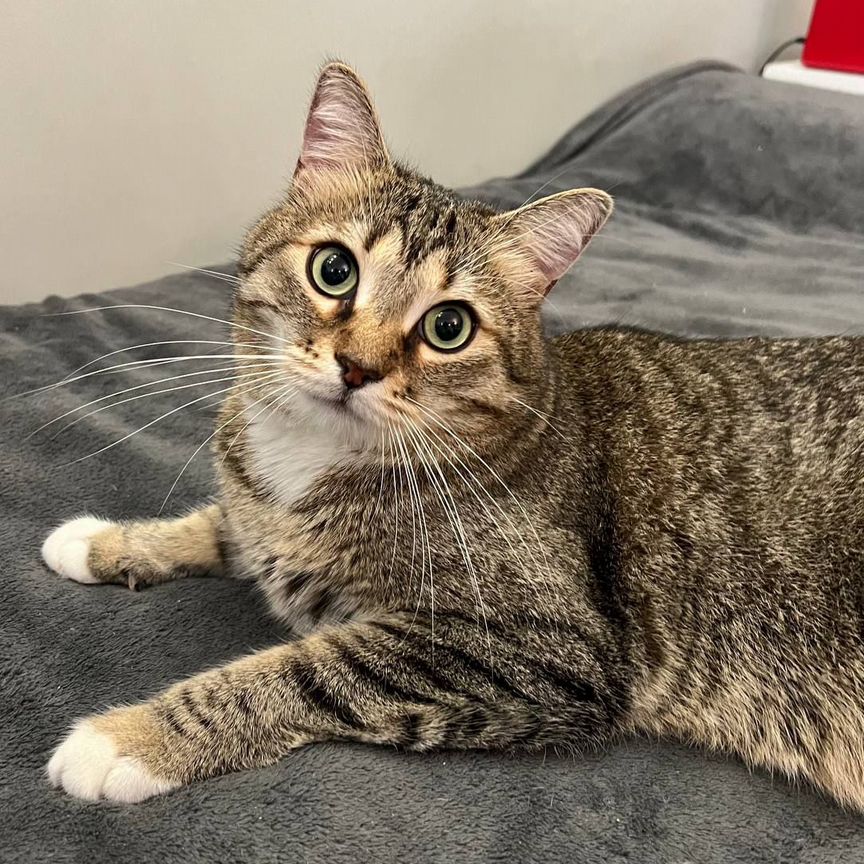 Кот в добрые руки. Отдам бесплатно