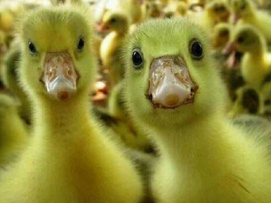 Гуси суточные