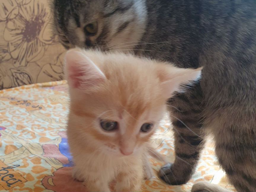 Продам котят