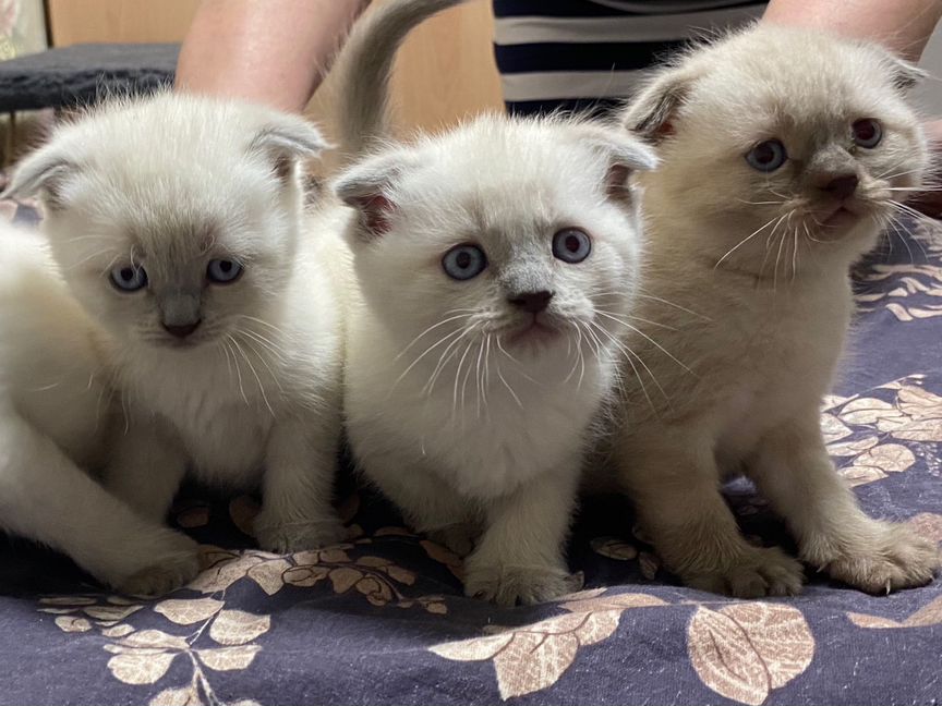 Шотландские вислоухие котята
