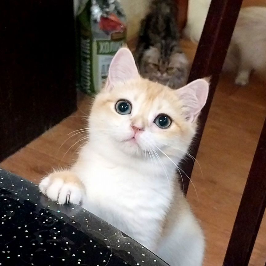 Шотландский прямоухий короткошёрстный котёнок