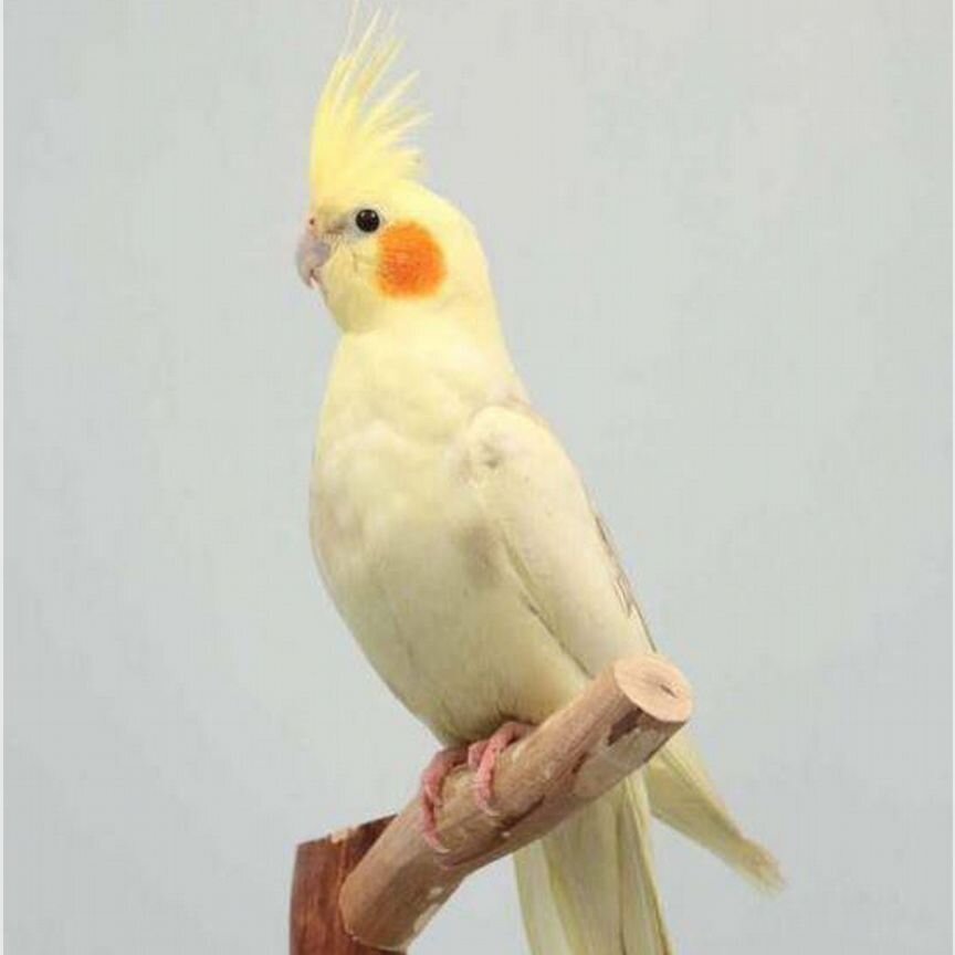 Попугай корелла с клеткой