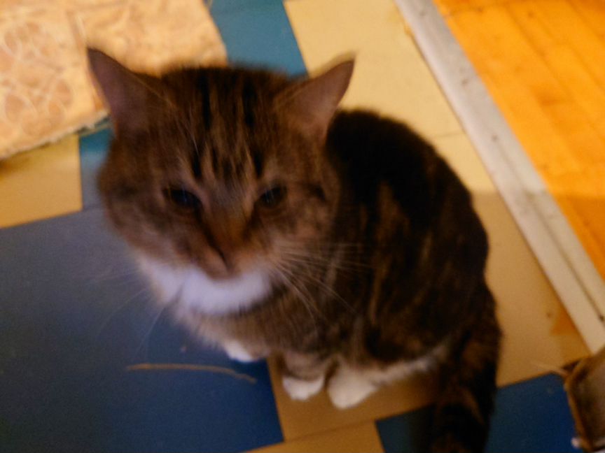 Кошки/коты/котята отдам