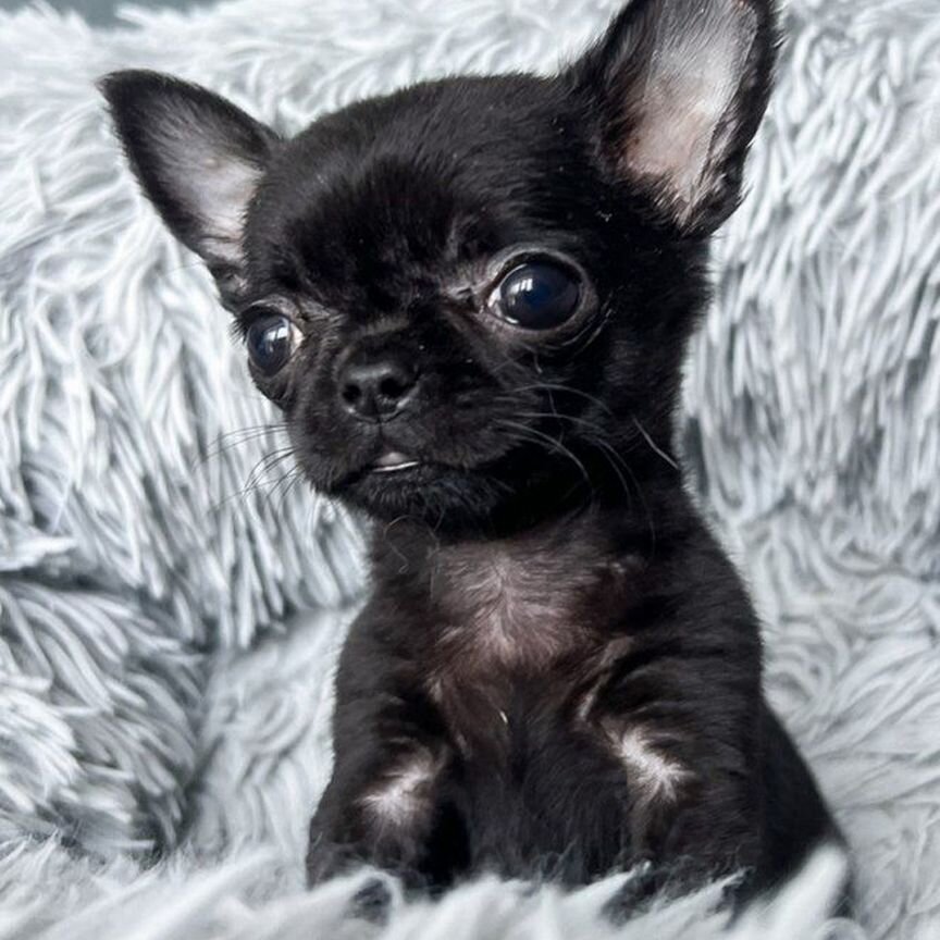 Чихуахуа, щенок