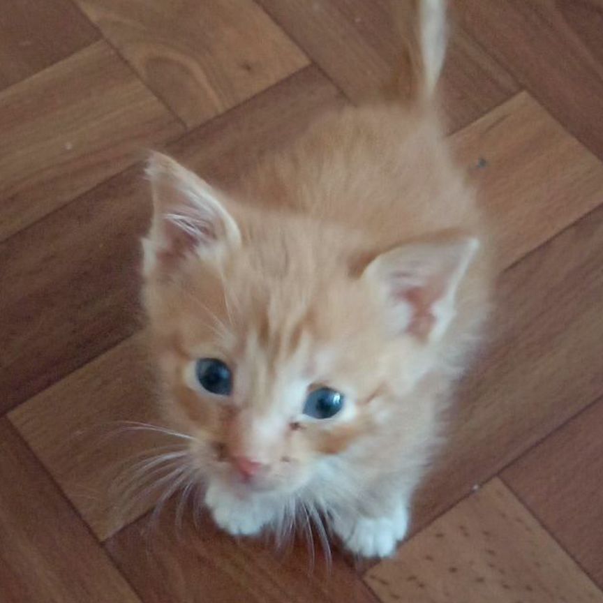 Котёнок в добрые руки