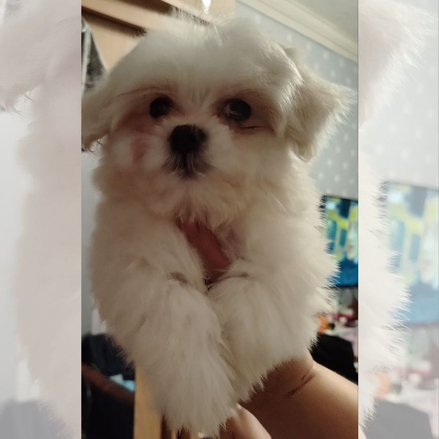 Мальтийская болонка, щенок