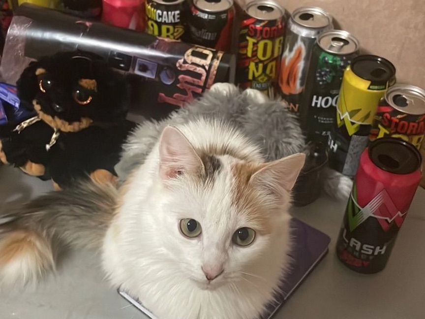 Кошки в добрые руки даром