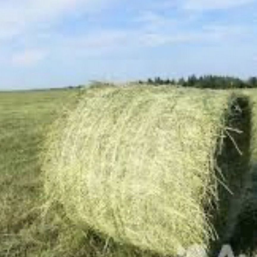 Продам сено июльское