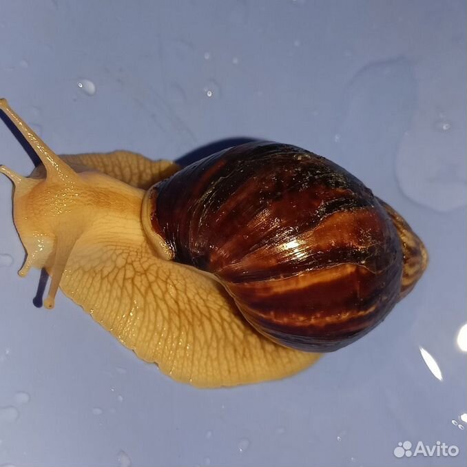 Улитки ахатины большие
