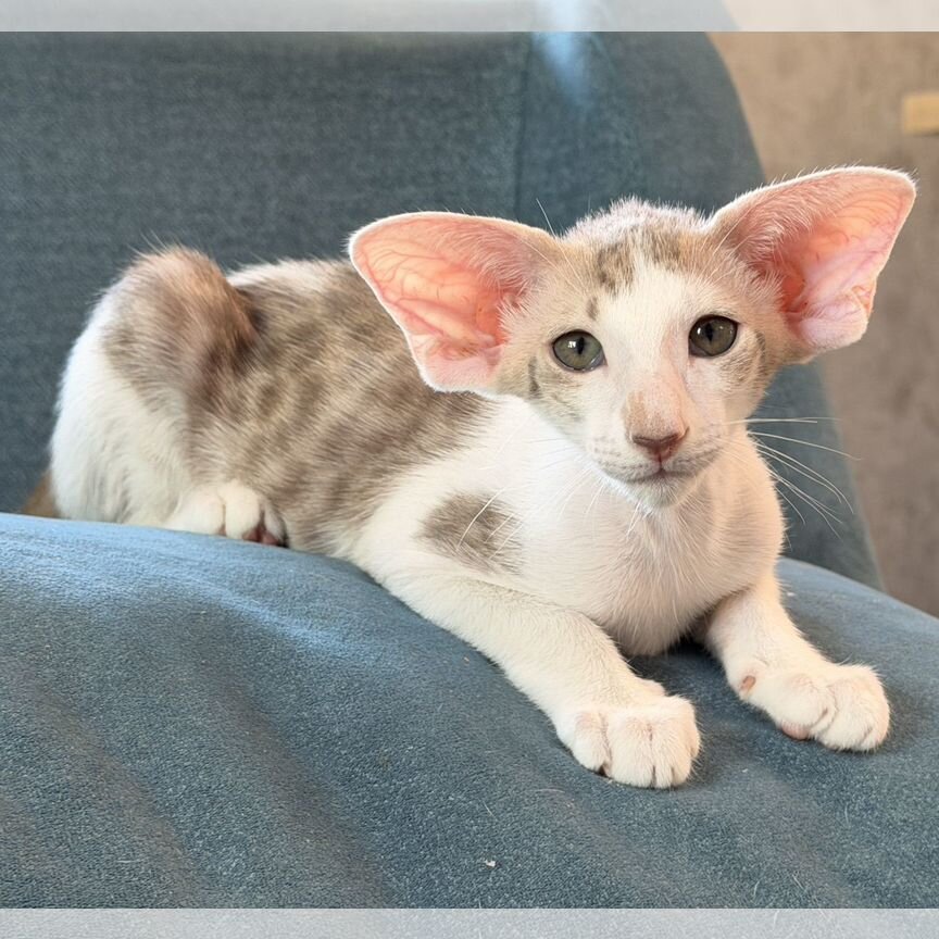 Ориентальный котёнок