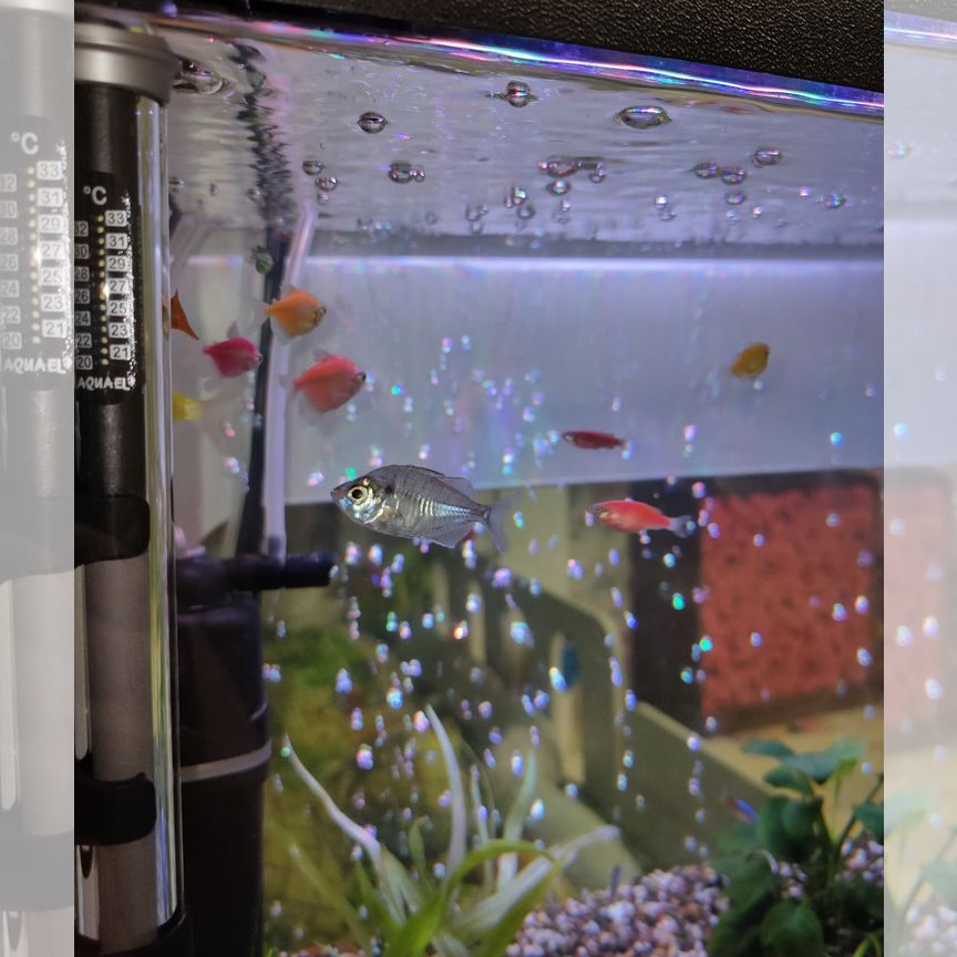 Стеклянный окунь