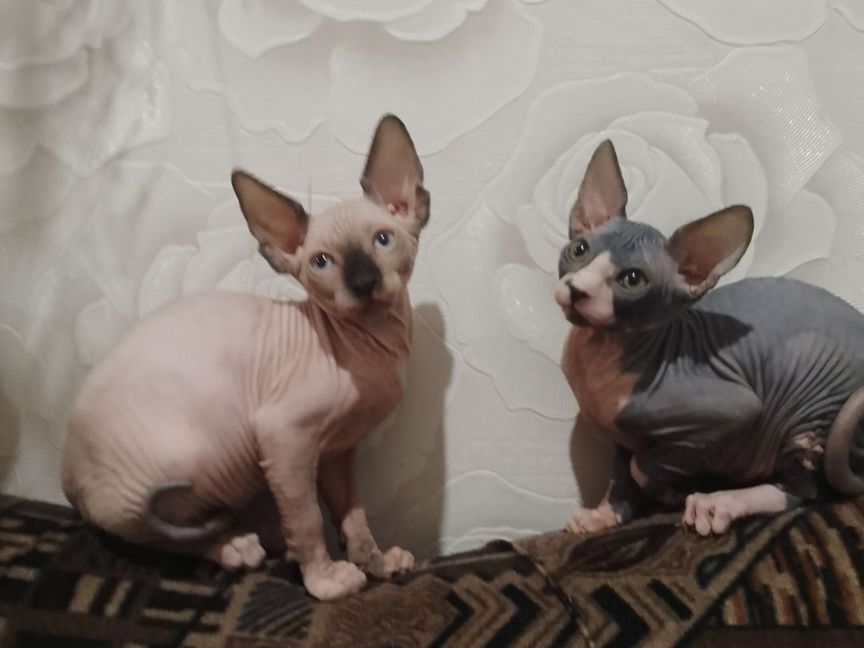 Канадский сфинкс котенок