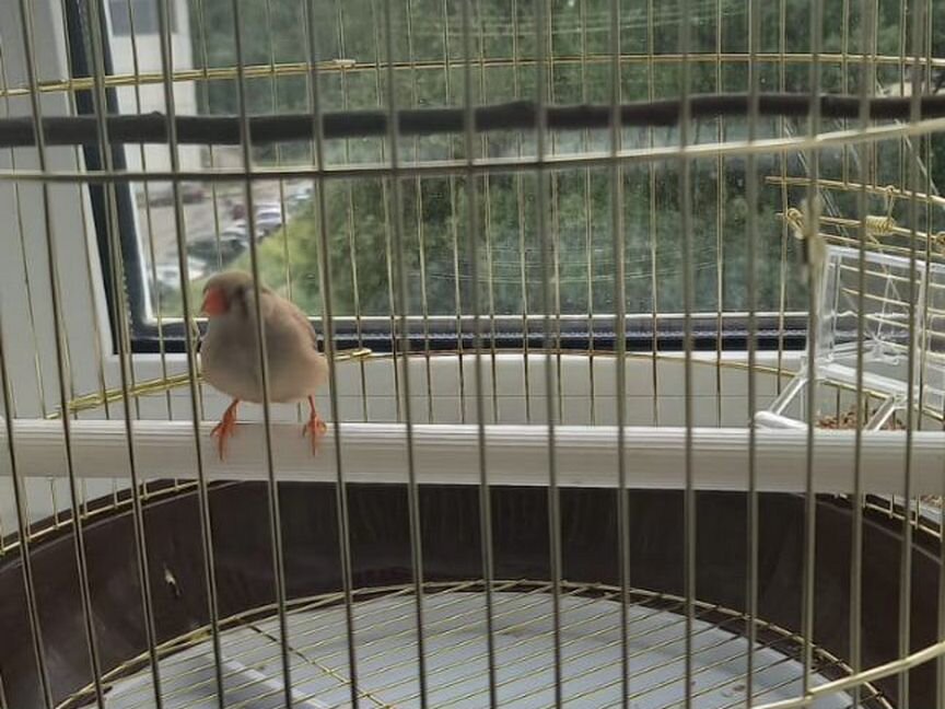 Амадин с клеткой