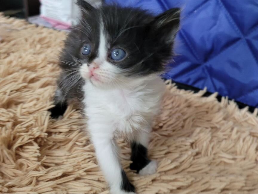 Котенок 1 месяц мальчик Ален де Лон