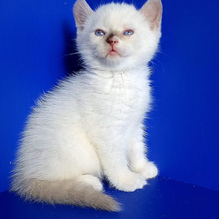 Мальчик керл