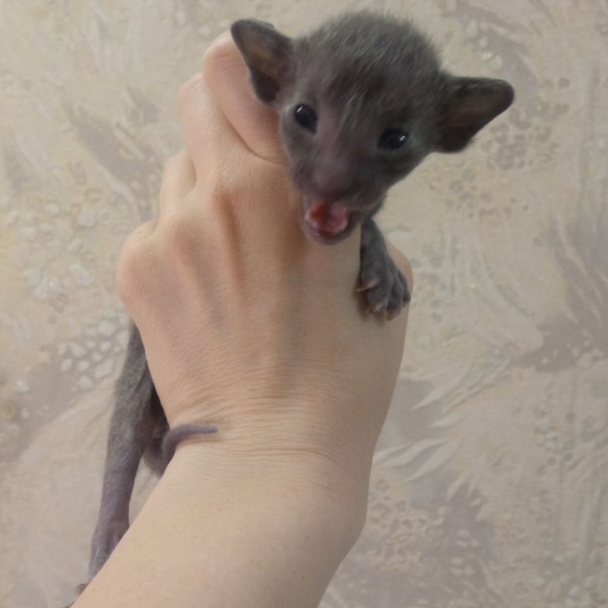 Ориентальный котёнок