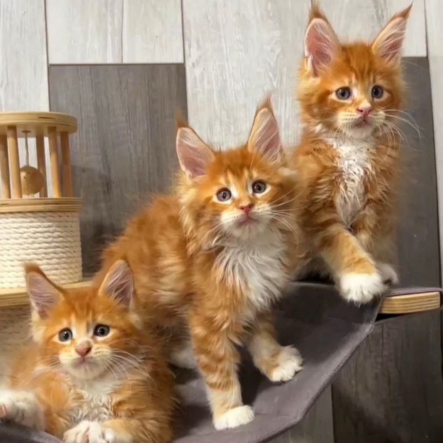 Мейн кун Яркие красные котята мальчики