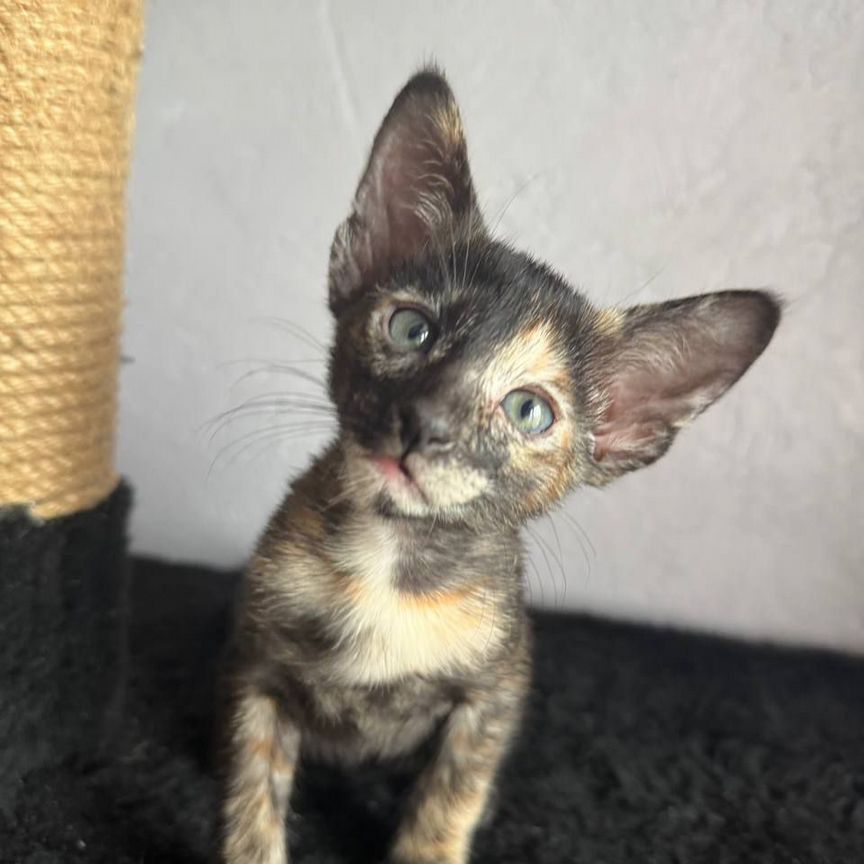 Ориентальная девочка