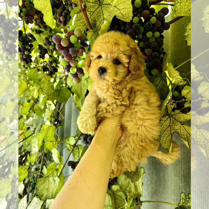 Светлячок