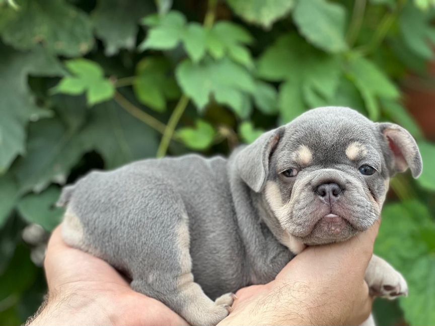 Французский бульдог